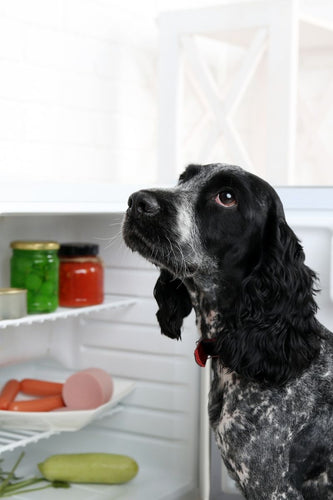 Sharing your fridge with your dog- how to stay safe even if you feed r ...