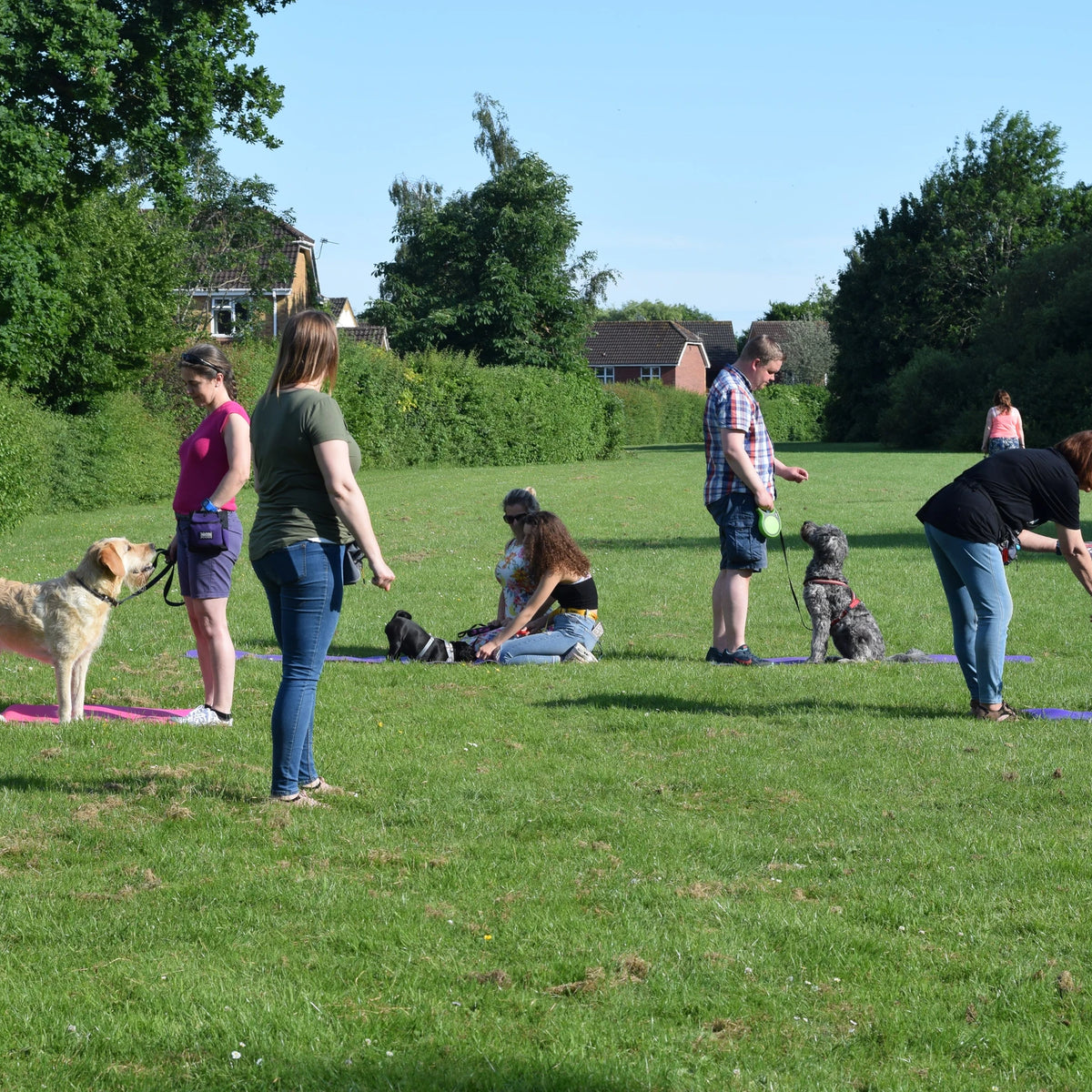 Puppy Harmony Unlocked: How to Choose the Ideal Dog Training Class for ...